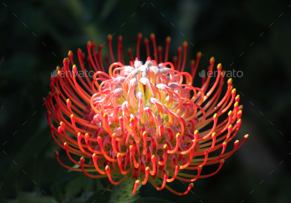 Australian native wild flower Stock Photo by iheartcreative | PhotoDune