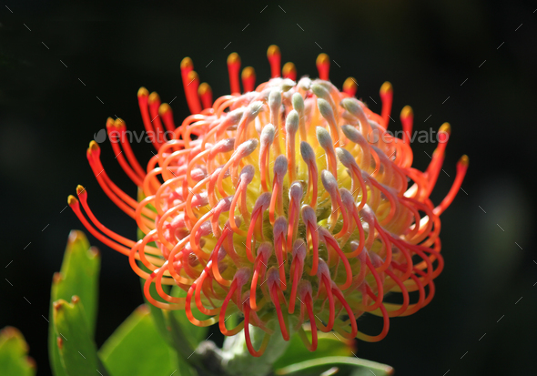 Australian native wild flower Stock Photo by iheartcreative | PhotoDune