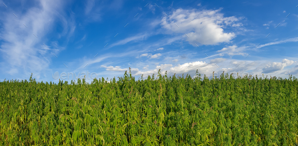 Marijuana Field Panoramic