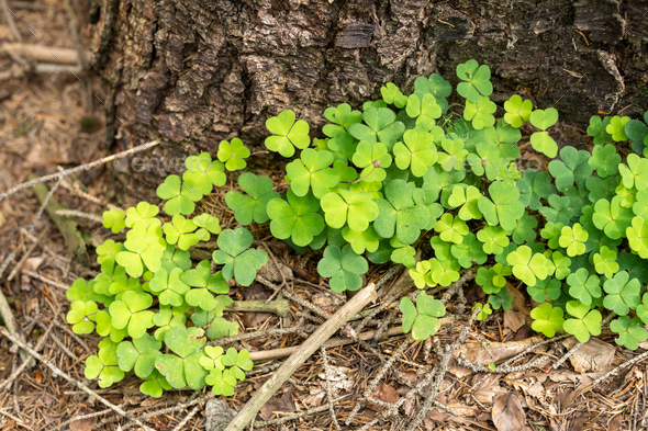 Top view of green four-leaf clover plants in a forest Stock Photo by ...