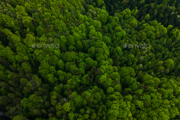 Aerial view of dark mixed pine and lush forest with green trees ...