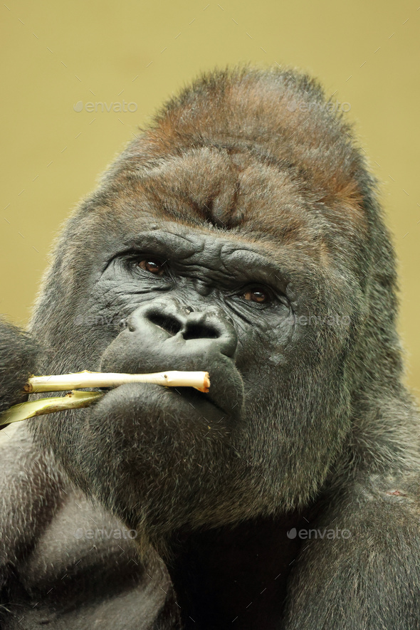 Portrait of Western Lowland Gorilla on blurred beige background Stock ...