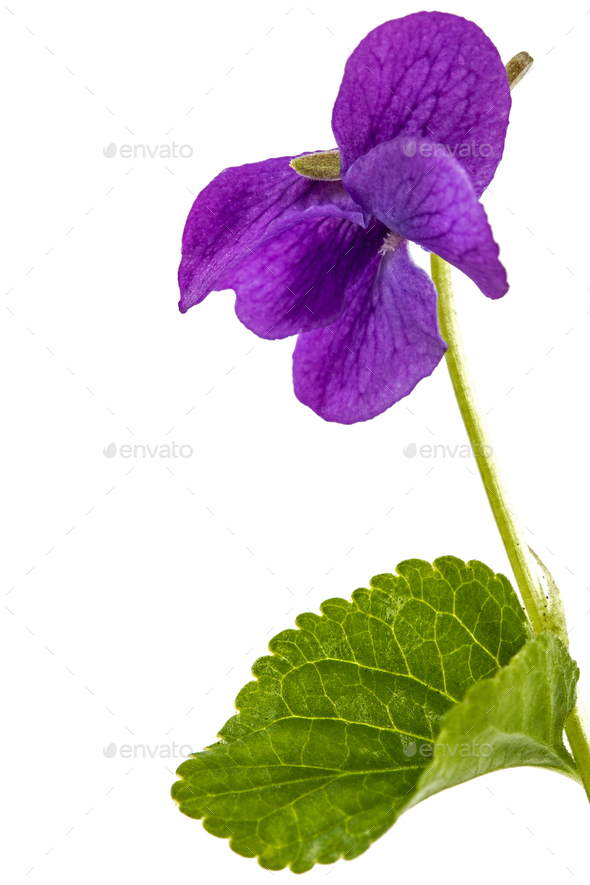 Flower of the violet, isolated on white background Stock Photo by ...