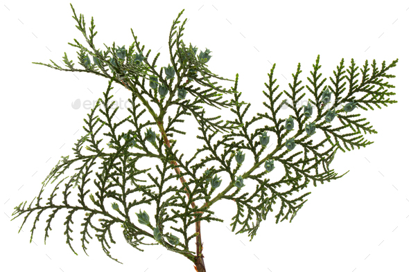 Green arborvitae branch isolated on the white background, thuja branch ...