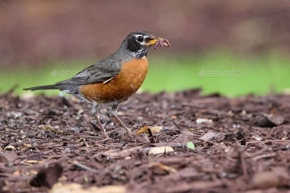 An American robin bird standing on the garden ground with a worm in its ...