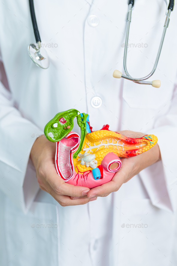 Doctor with human Pancreatitis anatomy model with Pancreas Stock Photo ...