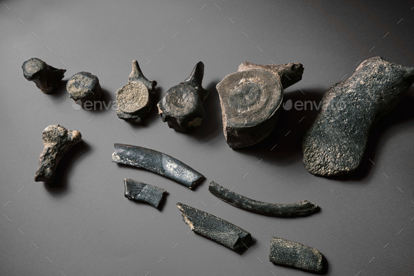 Dinosaur backbone fossil bones. Relic skeleton bone structure on ...