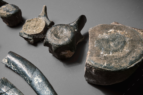 Dinosaur backbone fossil bones. Relic skeleton bone structure on ...