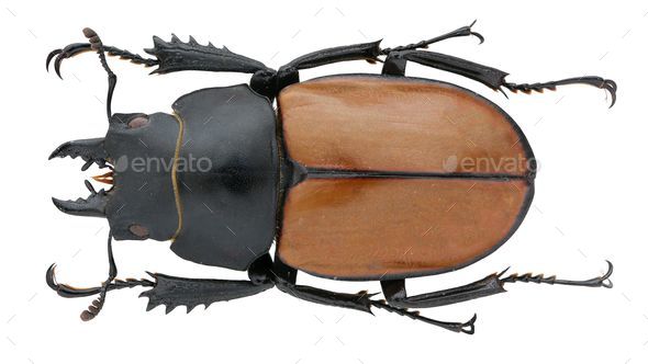 Insect collection of a stag beetle specimen. Neolucanus sp Stock Photo ...