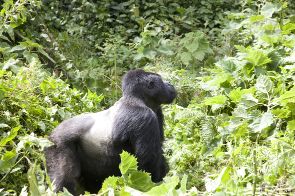 Guhonda Silverback Gorilla amidst his Kingdom Stock Photo by wirestock