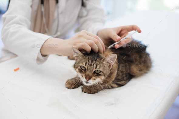 Feline doctor giving injection to cat at pet care facility Stock Photo ...