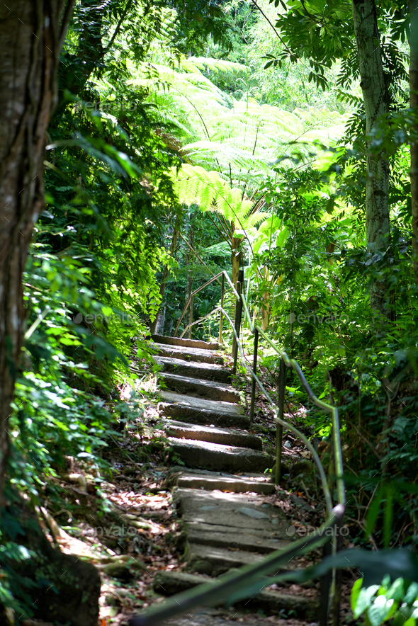 Lush green tropical rainforest jungle path walkway on an afternoon ...