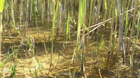 Trunks of Reeds, Stock Footage | VideoHive