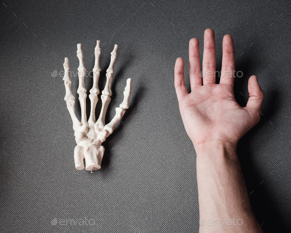 Real human hand next to a hand bone model over a grey background. Stock ...