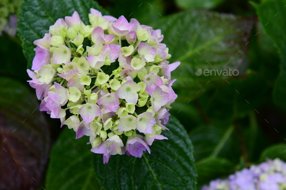 Pink hydrangea Runaway Bride flowers in the garden Stock Photo by wirestock