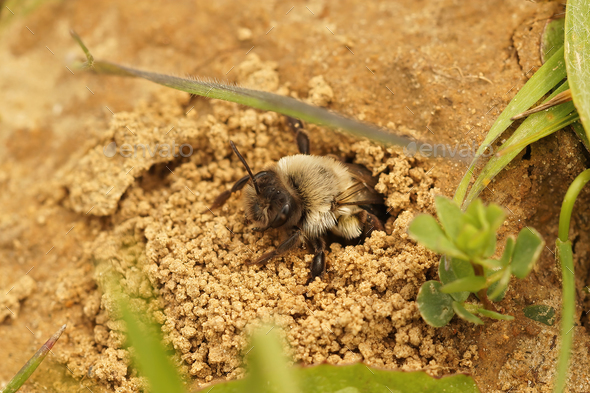 Closeup on a female greybacked mining bee, Andrena vaga, crawling out of her underground nest ...