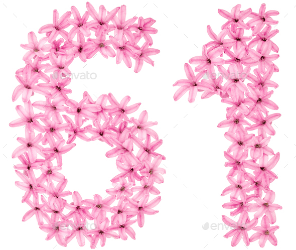 Numeral 61, sixty one, from natural flowers of hyacinth, isolated on ...