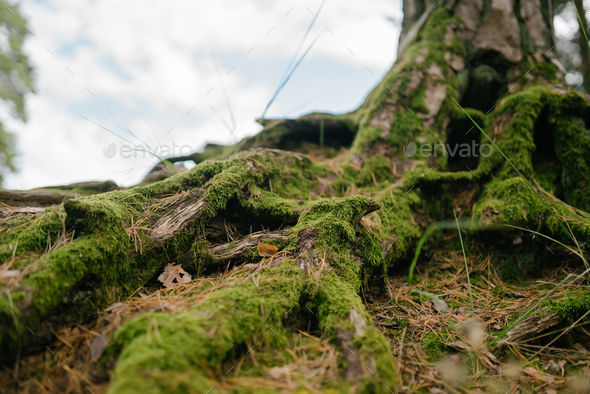 ?ree roots in forest covered with overgrown green moss, creeping over ...