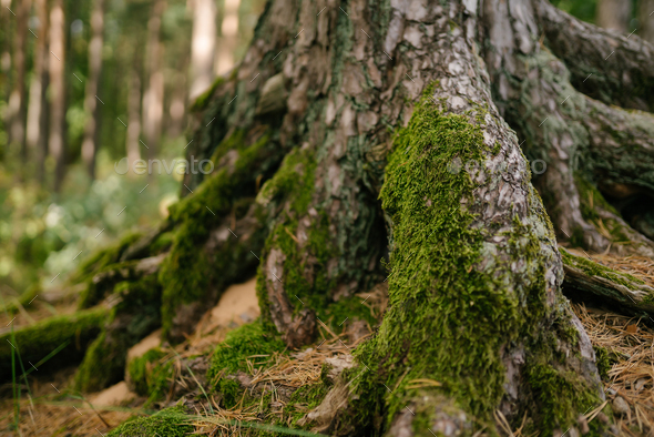 ?ree roots in forest covered with overgrown green moss, creeping over ...