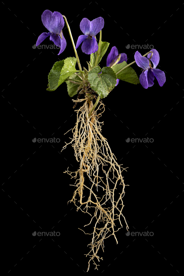 Flowers of the violet with root, lat. Viola odorata, isolated on black ...