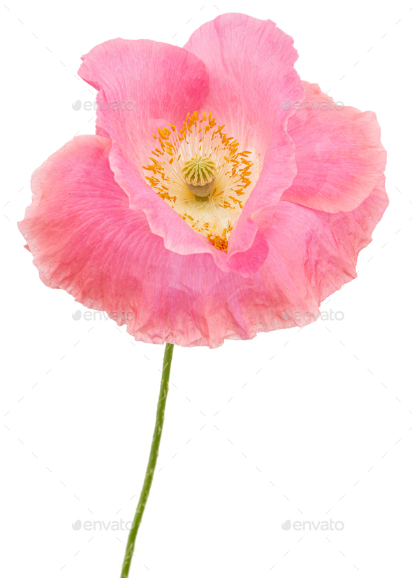 Flower of rose poppy, lat. Papaver, isolated on white background Stock ...