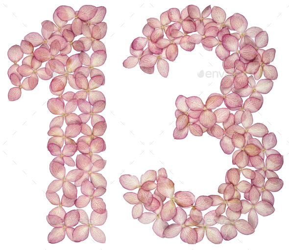 Arabic numeral 13, thirteen, from flowers of hydrangea, isolated on ...