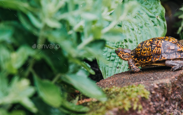 Indiana eastern box turtle Stock Photo by jamiesuephotography | PhotoDune