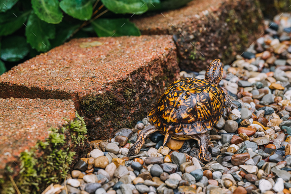 Indiana eastern box turtle Stock Photo by jamiesuephotography | PhotoDune
