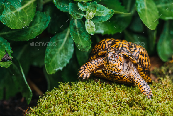 Indiana eastern box turtle Stock Photo by jamiesuephotography | PhotoDune
