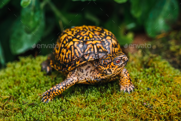 Indiana eastern box turtle Stock Photo by jamiesuephotography | PhotoDune