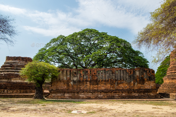 Temple ancient ruins with tree in place of worship famous Stock Photo ...