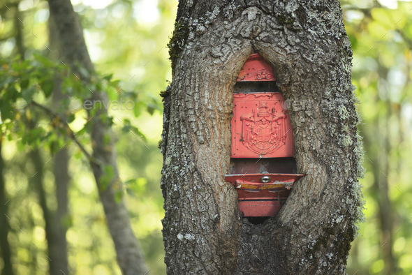 Tree trunk grown around a classic old style red mailbox Stock Photo by ...