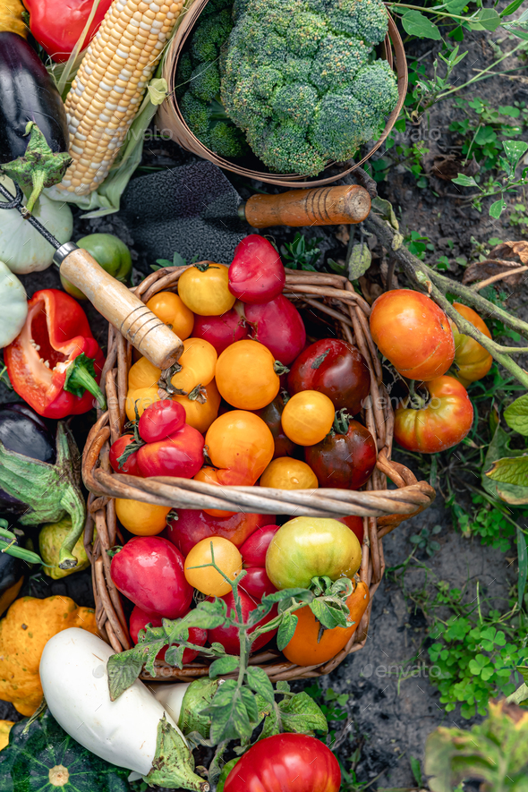 Composition of fresh vegetables on blurred vegetable garden background ...