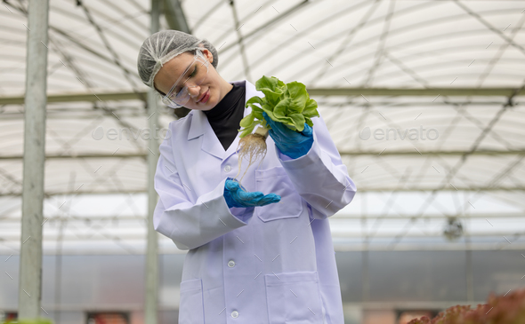 Hydroponic researcher accelerate plant growth in controlled greenhouse ...
