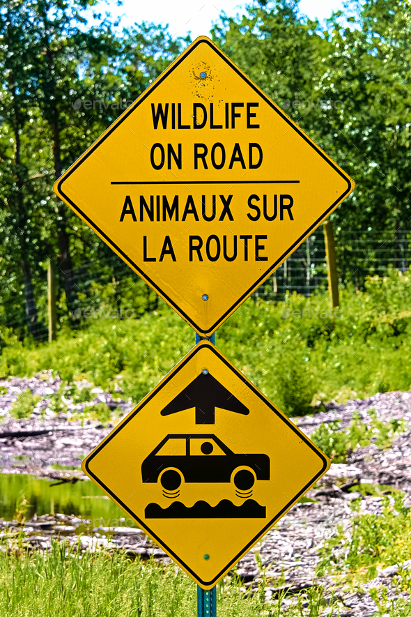 Wildlife on road warning sign with bumps ahead Stock Photo by wirestock