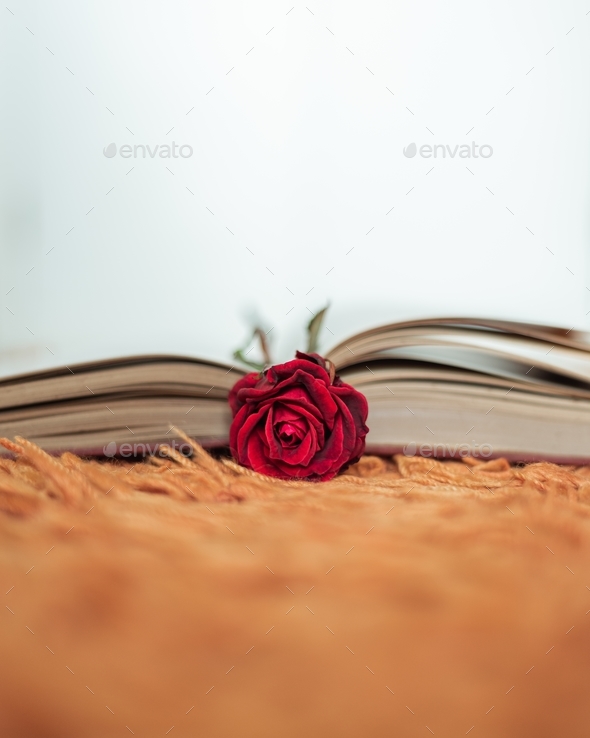 Red rose inside an open book Stock Photo by wirestock | PhotoDune