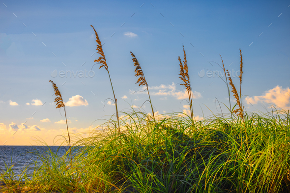 Tall sea grass growing on the beach Stock Photo by foremankelly | PhotoDune