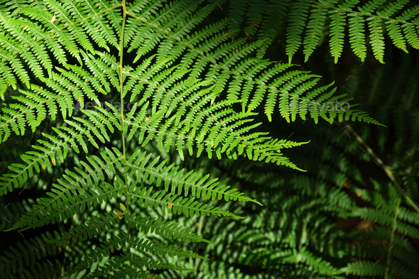 green fern texture perfect for backgrounds Stock Photo by andreajoseph2011