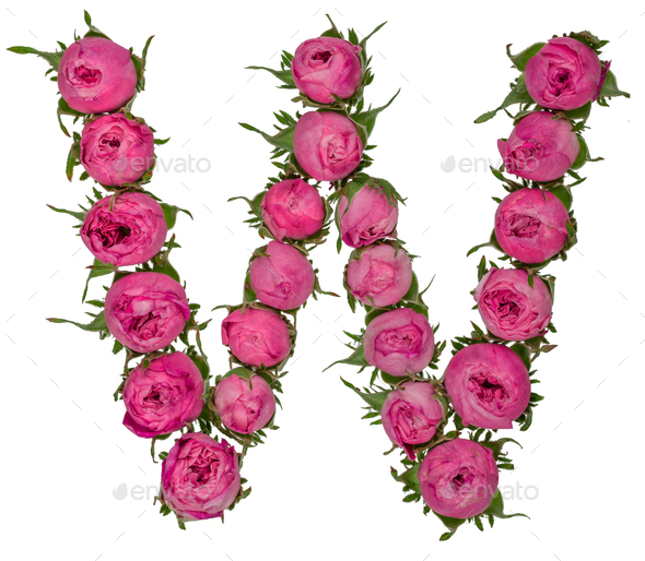 Letter W alphabet from flowers of roses, isolated on white background ...