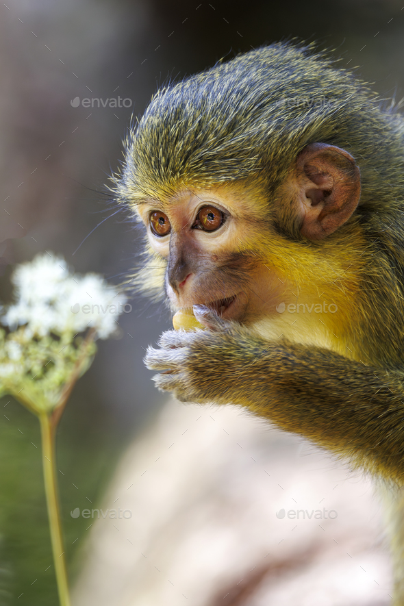 The Gabon talapoin (Miopithecus ogouensis), also known as the northern ...
