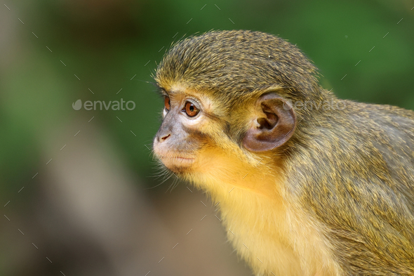 The Gabon talapoin (Miopithecus ogouensis), also known as the northern ...