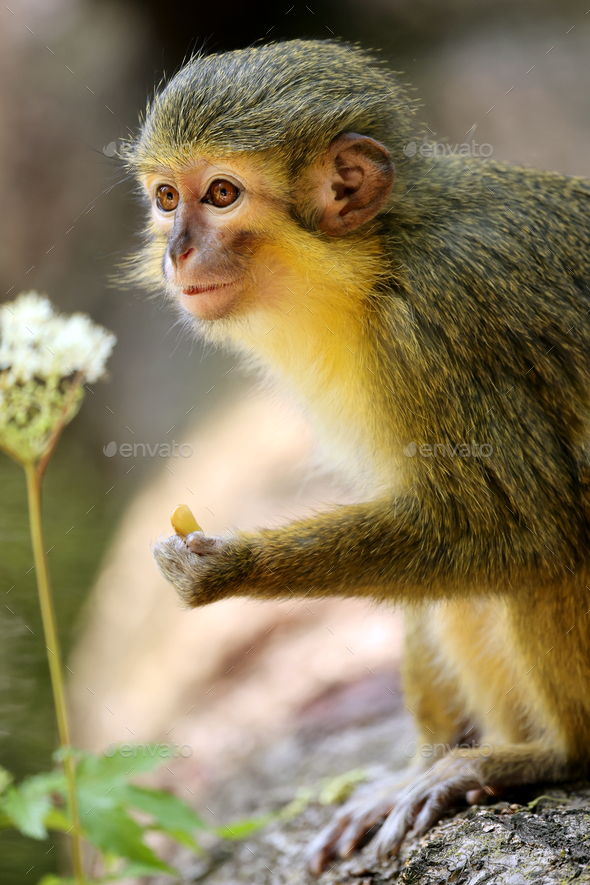 The Gabon talapoin (Miopithecus ogouensis), also known as the northern ...