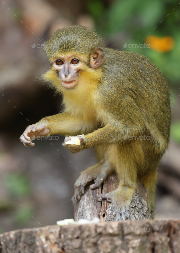 The Gabon talapoin (Miopithecus ogouensis), also known as the northern ...