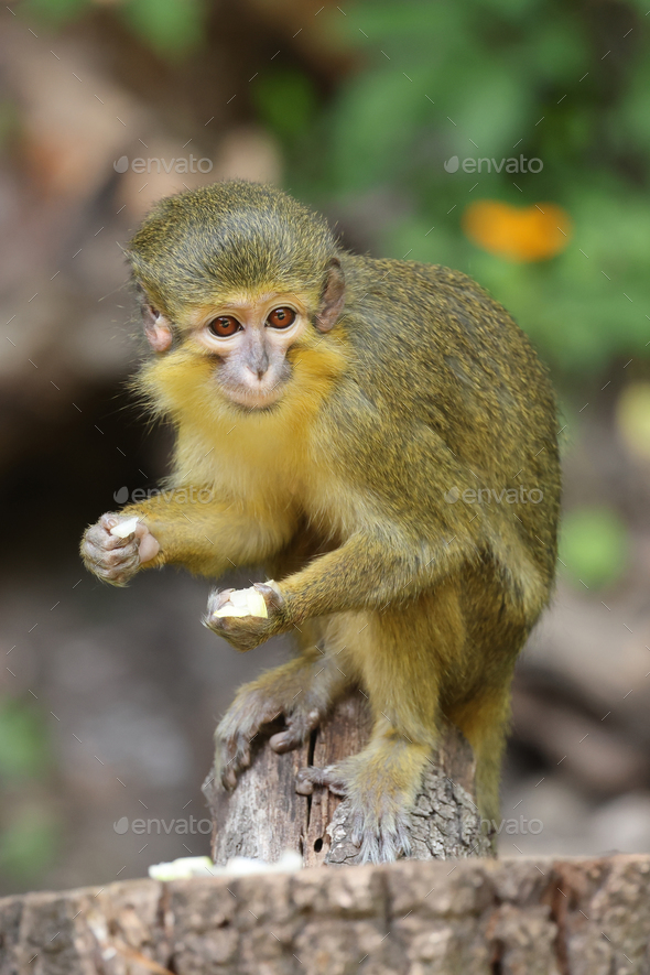 The Gabon talapoin (Miopithecus ogouensis), also known as the northern ...