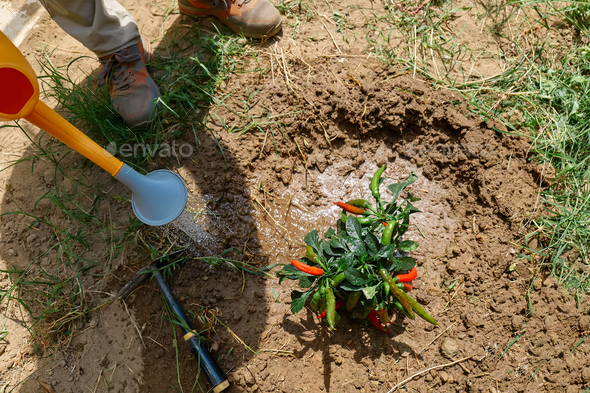Middle aged man watering plant of chili pepper from watering can in ...