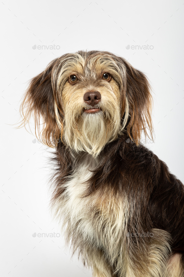 Small furry dog on white background Stock Photo by TxemaG | PhotoDune