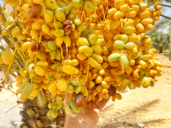 Tropical golden yellow sweet palm tree dates ripening in hot desert ...