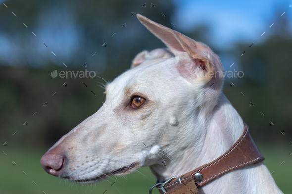 Portrait of adorable female greyhound in nature Stock Photo by Alzala89
