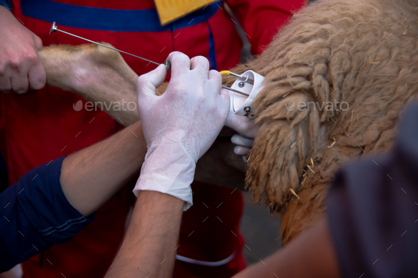 Artificial insemination technique in sheep Stock Photo by Alzala89