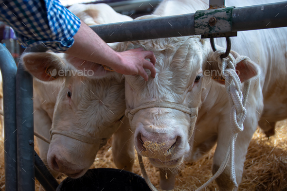 Portrait of two calves at a cattle show being petted Stock Photo by ...